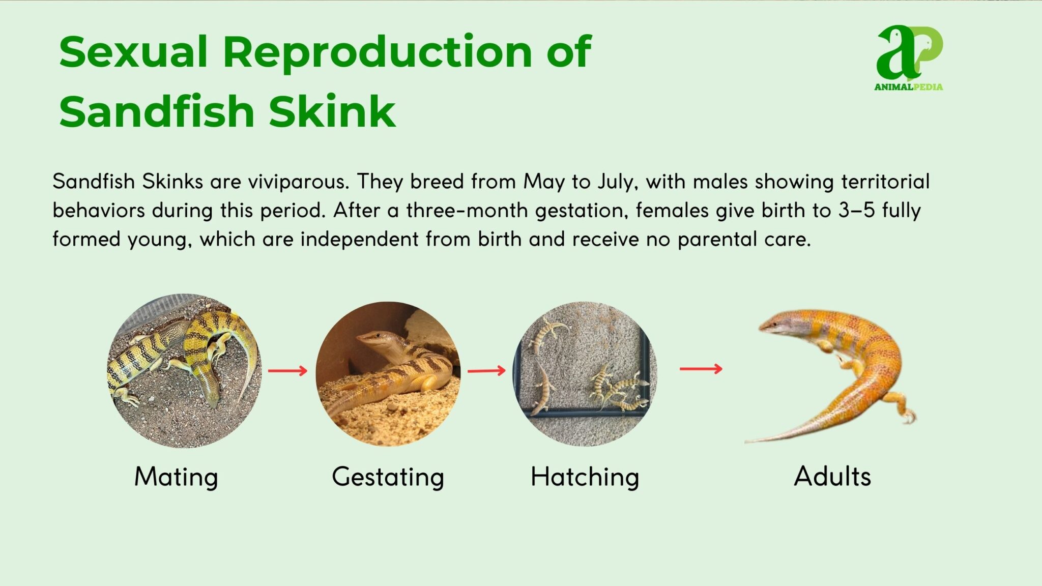 Sandfish Skink: Sand-Swimming, Habitat, Behavior, Diet & Pictures