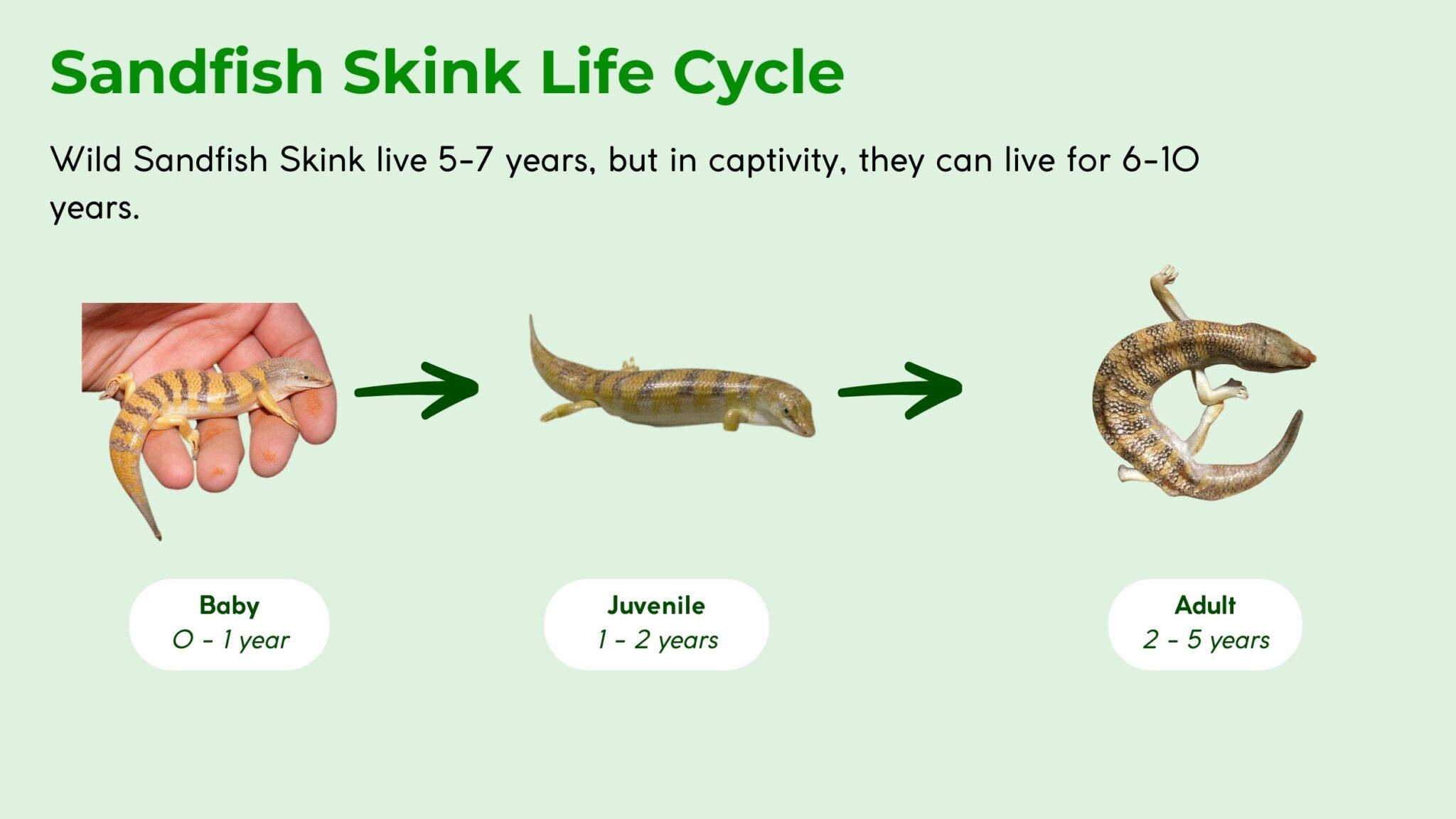 Sandfish Skink: Sand-Swimming, Habitat, Behavior, Diet & Pictures