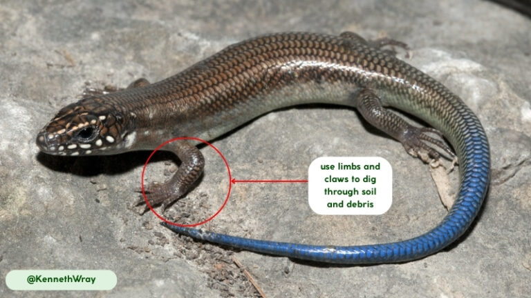 Great Plains Skink: Largest US Skink, Habitat, Behavior, Diet & Pictures