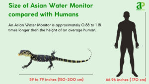 Asian Water Monitor: Characteristics, Habitat, and Unique Facts