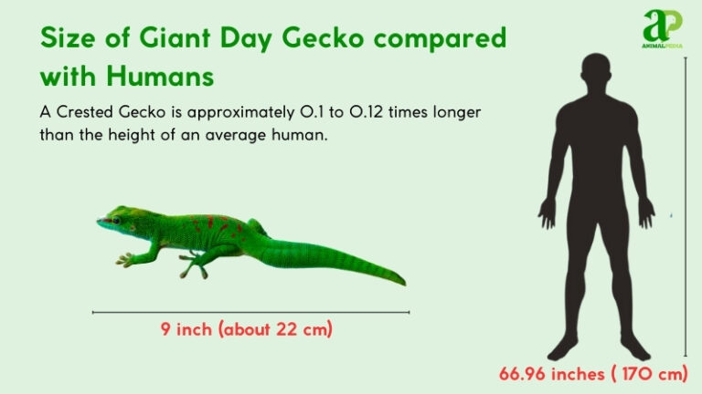 Giant Day Gecko: Characteristics, habitat, behavior, and facts