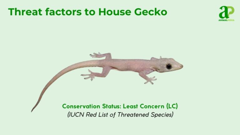 House Gecko: Characteristics, habitat, behavior, and facts