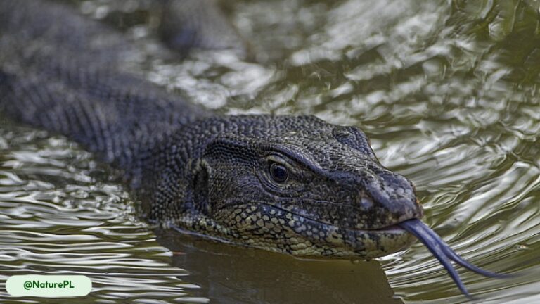 Asian Water Monitor: Characteristics, Habitat, and Unique Facts