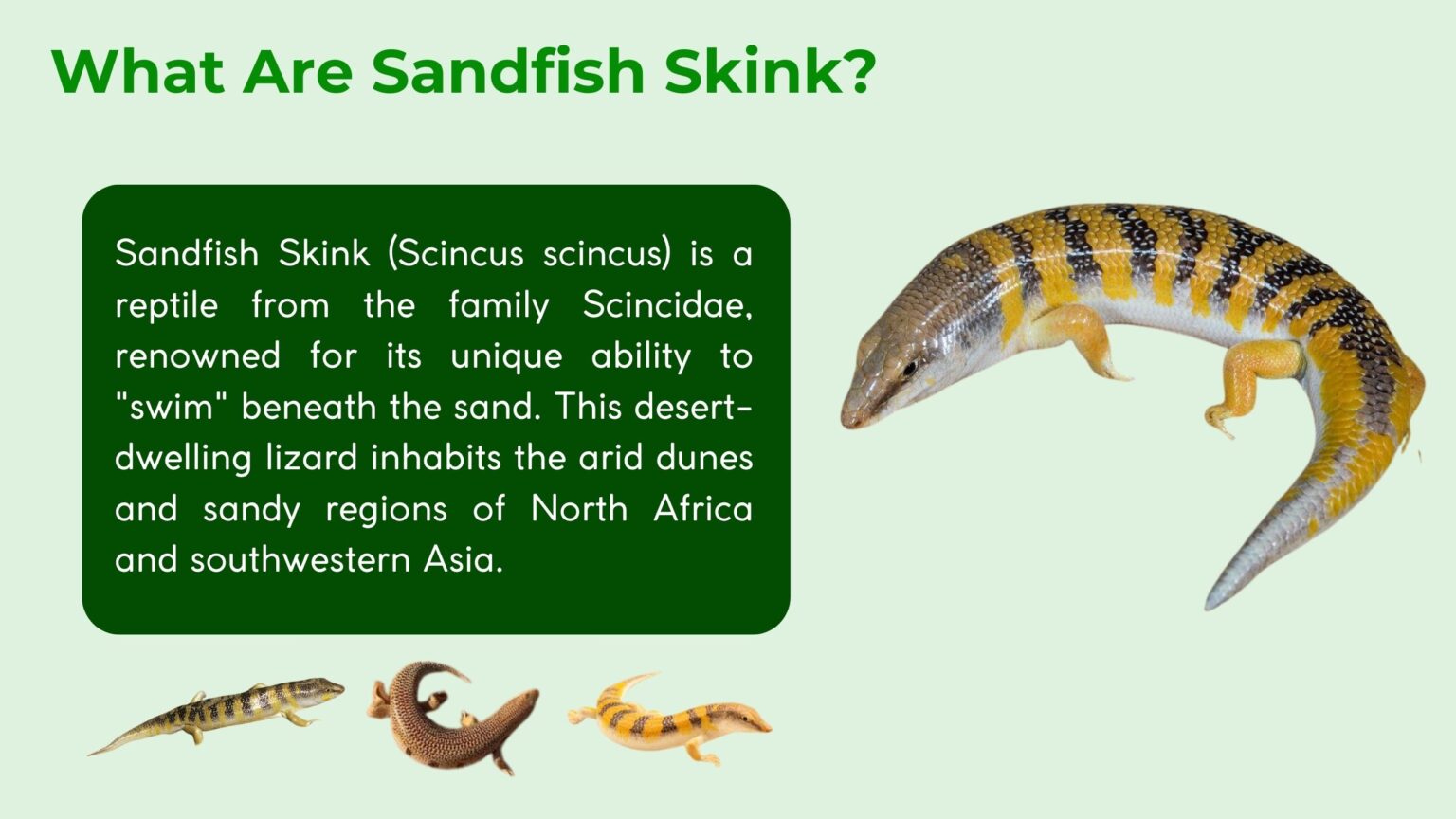Sandfish Skink: Sand-Swimming, Habitat, Behavior, Diet & Pictures