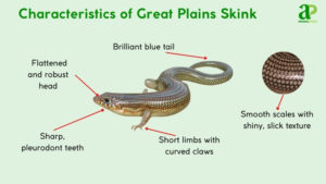 Great Plains Skink: Largest US Skink, Habitat, Behavior, Diet & Pictures