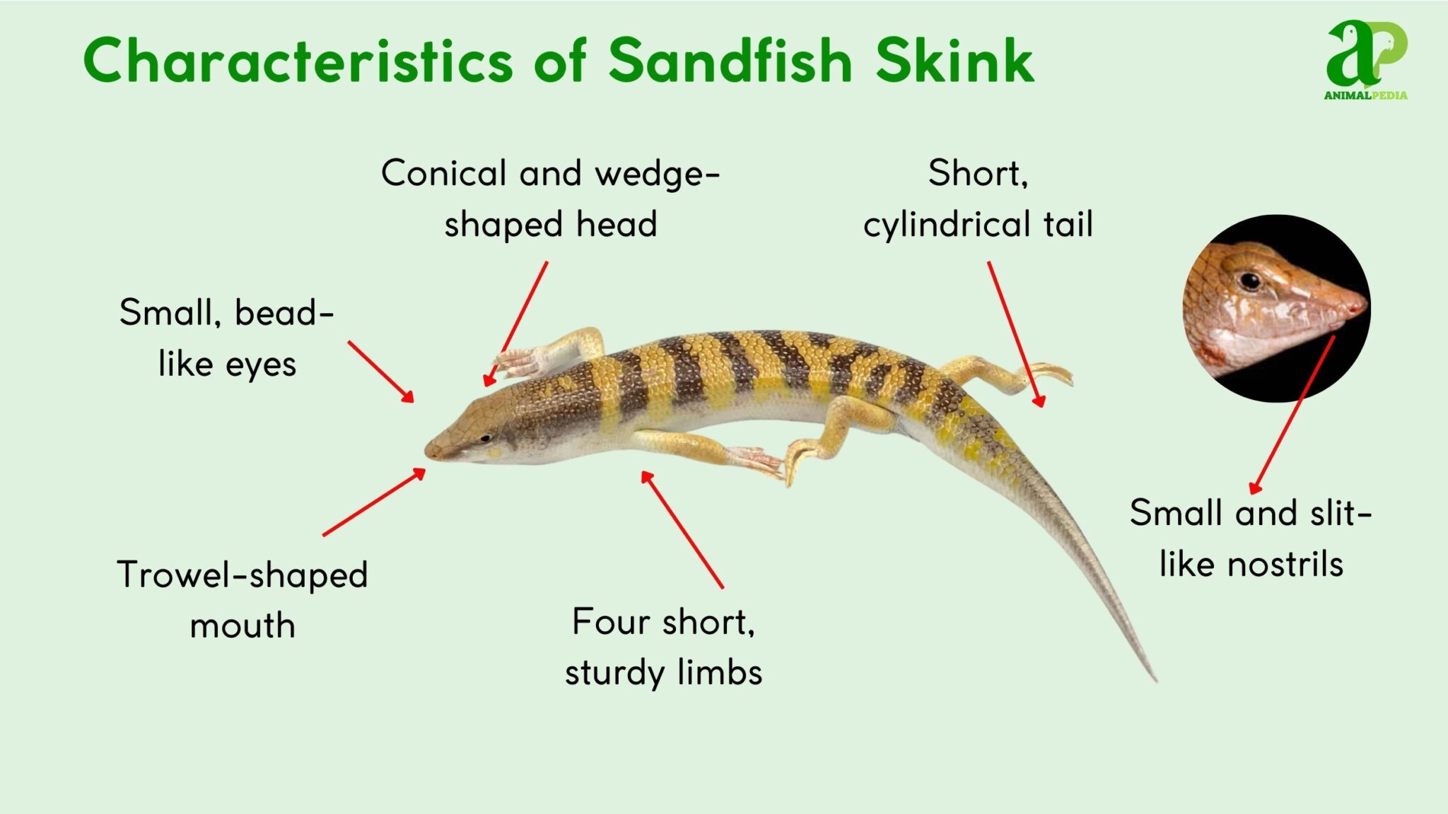 Sandfish Skink: Sand-Swimming, Habitat, Behavior, Diet & Pictures