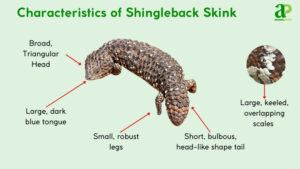 Shingleback Skink: Armored Shingle-Like Scales, Habitat, Behavior, Diet ...