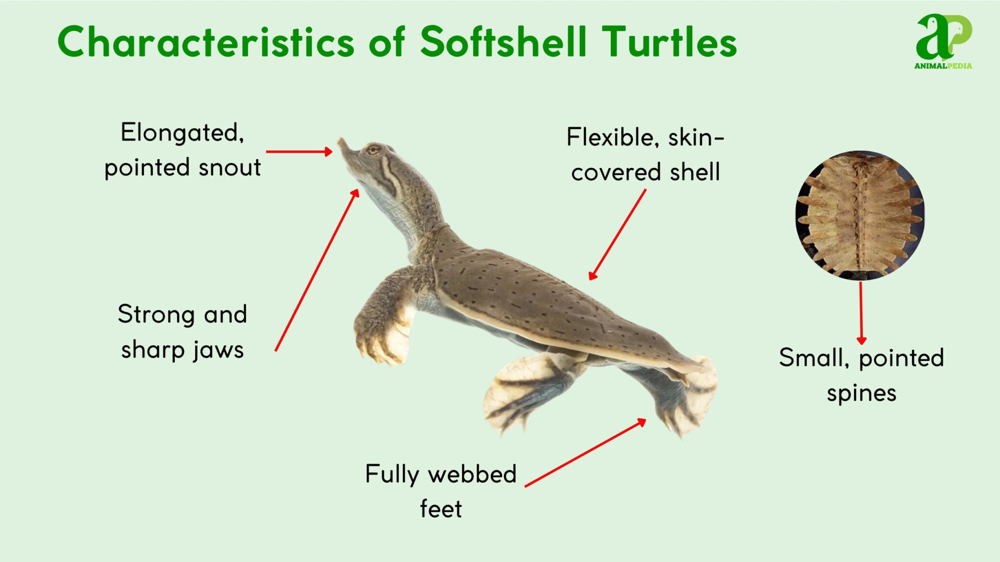 Softshell Turtles: Leathery Shell, Habitat, Behavior, Diet & Pictures
