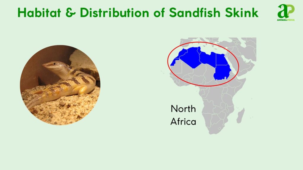 Sandfish Skink: Sand-Swimming, Habitat, Behavior, Diet & Pictures