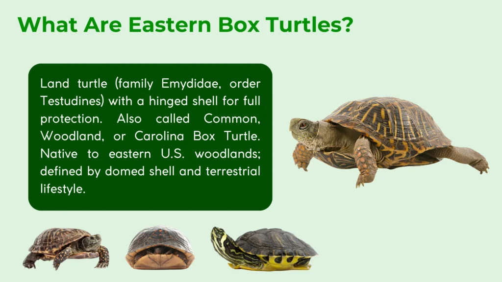 Eastern Box Turtle: Characteristics, Habitat, Behavior & Reproduction ...