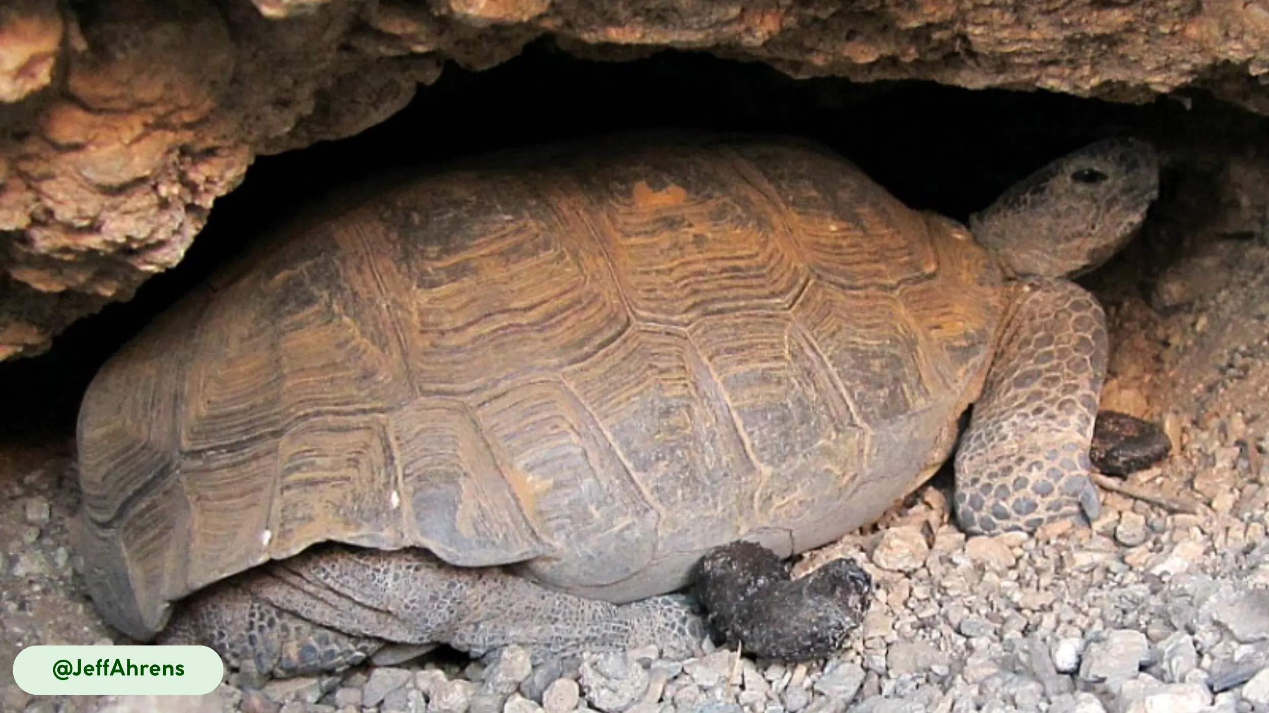 Desert Tortoise: Characteristics, Habitat, Behavior & Reproduction Explained