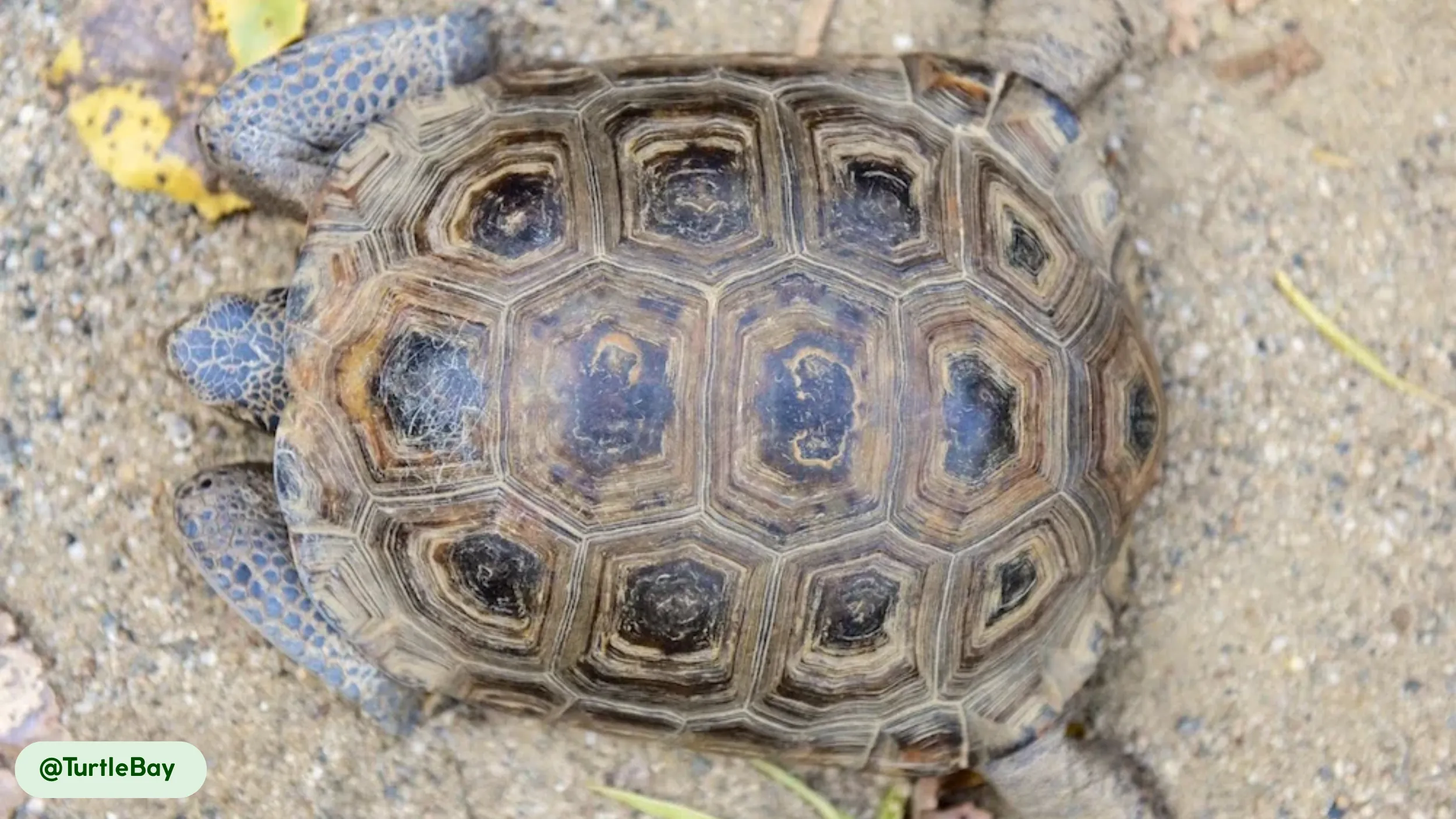 Desert Tortoise: Characteristics, Habitat, Behavior & Reproduction Explained