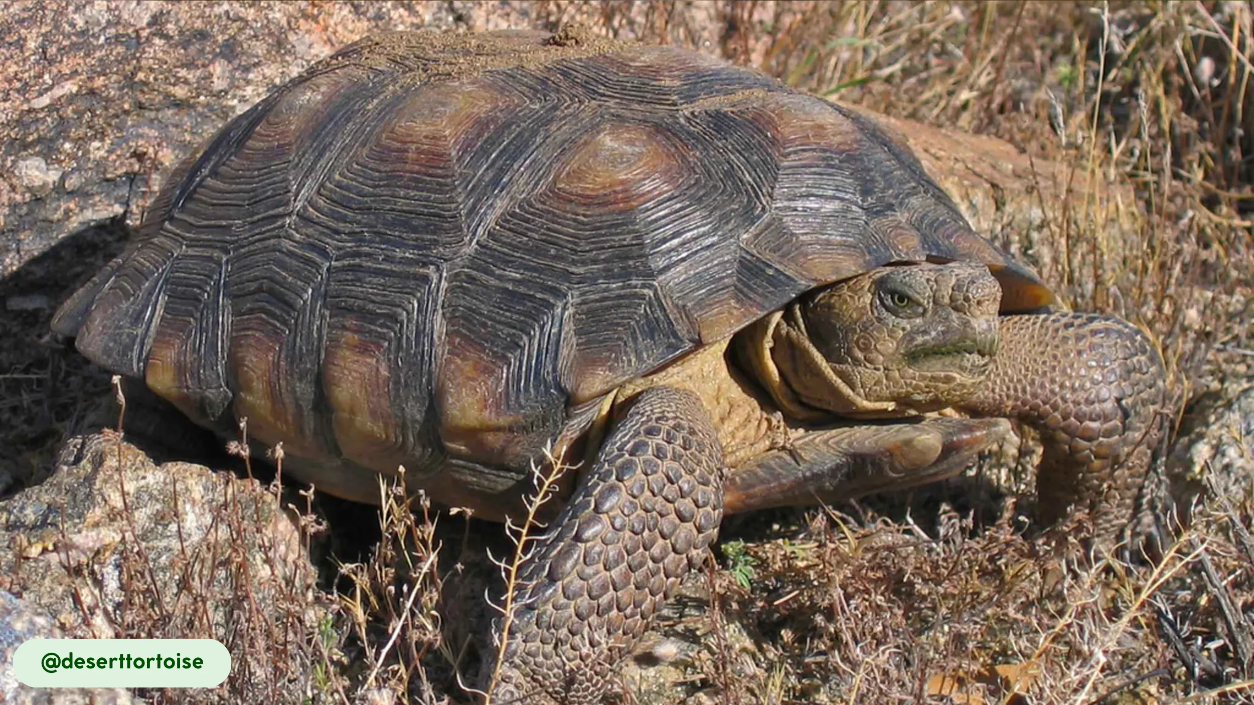 Desert Tortoise: Characteristics, Habitat, Behavior & Reproduction ...