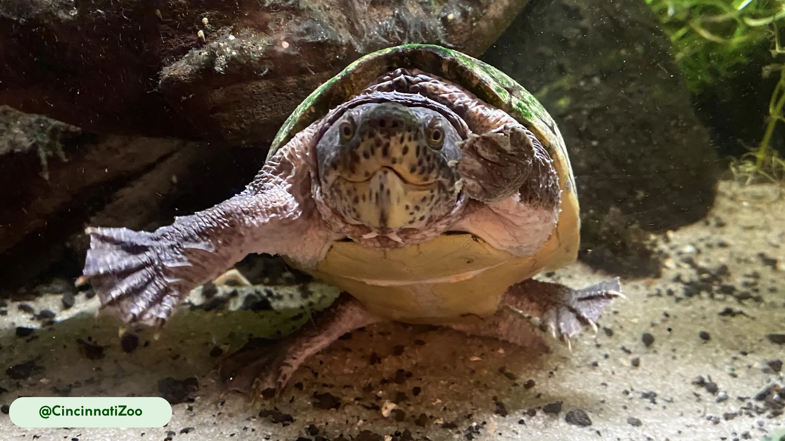 Musk Turtle (Sternotherus odoratus): Habitat, Distribution, Behavior ...